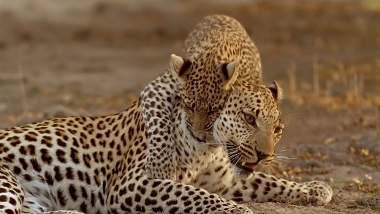 National Geographic Wild's big cat month is here - Hello Lifestyle Magazine