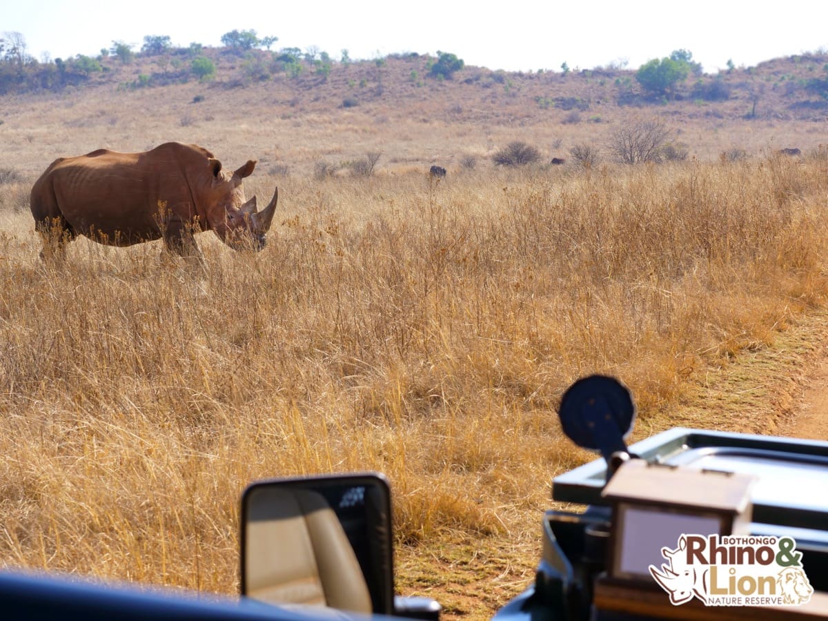 CLOSED: WIN a Guided Game Drive at Bothongo Rhino & Lion Nature Reserve ...