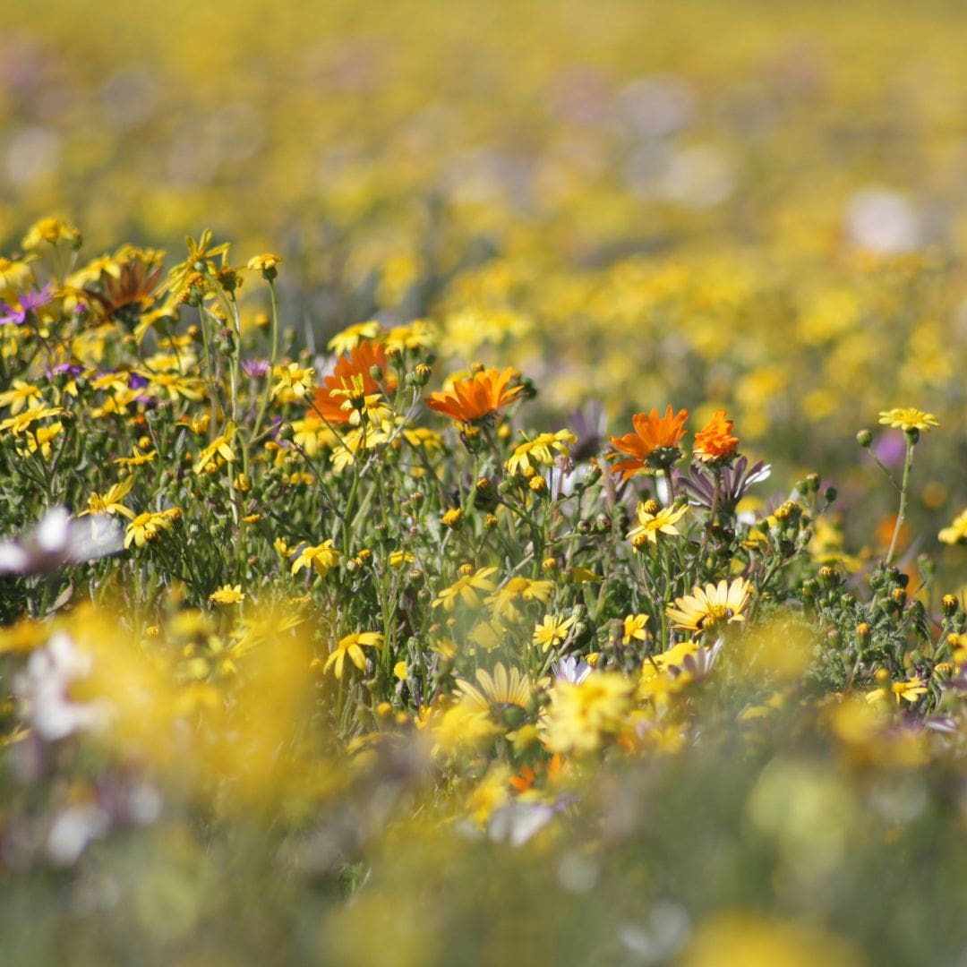 Travel Guide: Experience the Cape's Wildflowers in Bloom - Hello ...